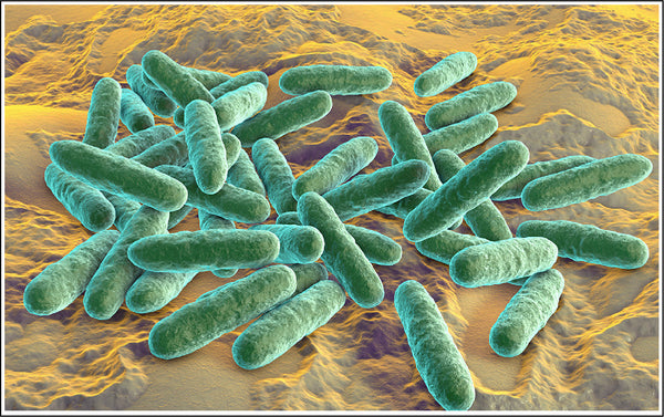 Acne_Bacteria_Boxed_600x.jpg?v=1693874216