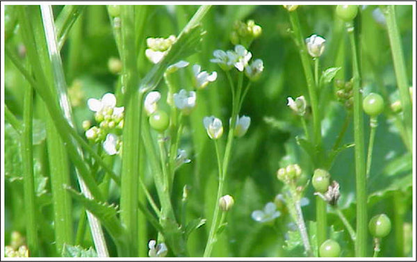 Crambe_abyssinica_Boxed_600x.jpg?v=1692496022