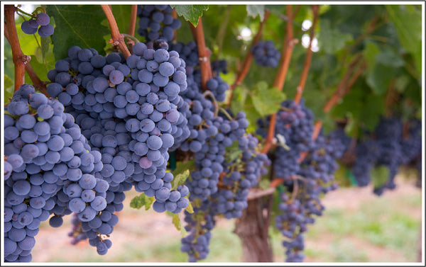Grapes_Boxed_600x.jpg?v=1693077211
