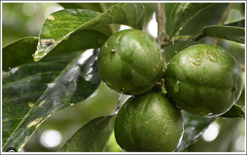 Cacay Seed Oil Supports Skin Elasticity and Moisture