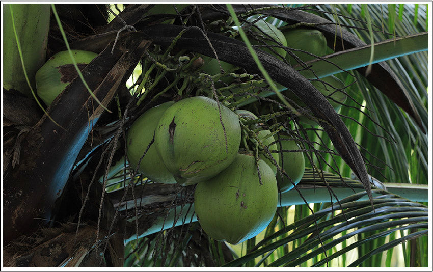 Coconut Oil is Wonderful for Making Soap